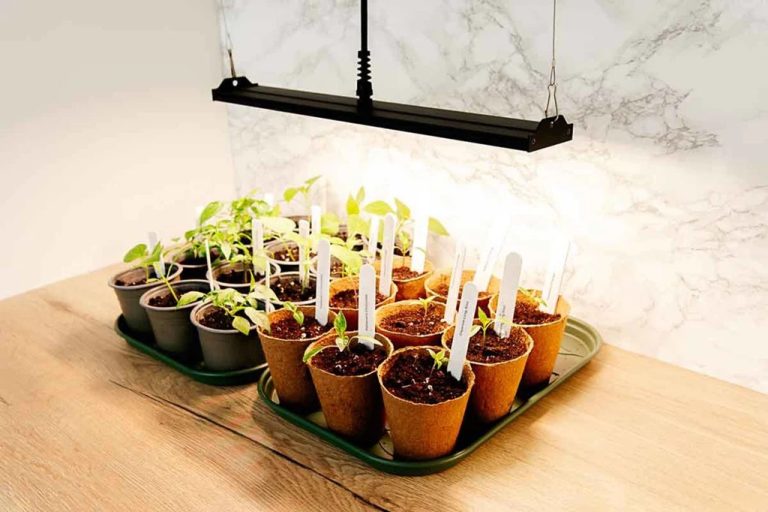 Grow Lights for Seedlings - Everything You Need to Know - Think Different