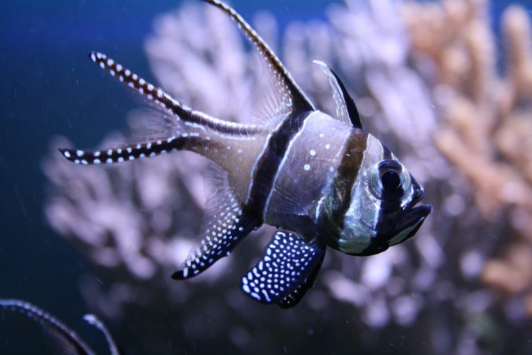 Reef-Safe vs. Reef-Dangerous Fish: Know the Difference - Think Different