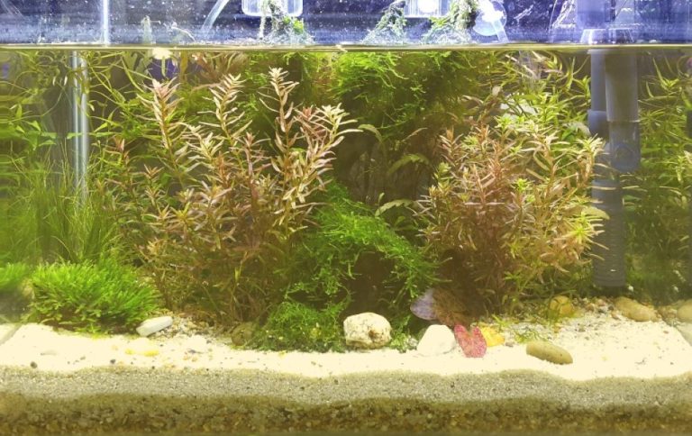 natural remedies for bacterial bloom aquarium - Think Different